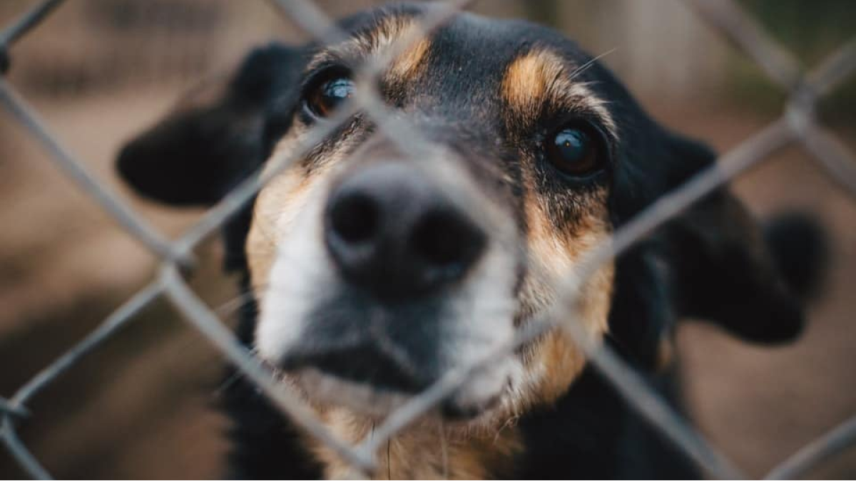 Enter Raffle to Win ; Help Animals in Ukraine hosted by Orla Fleming