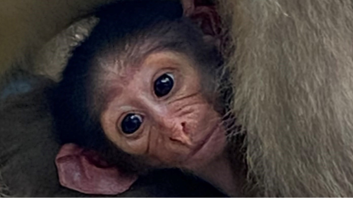 Enter Raffle to Win Name The Monkey hosted by West African Primate ...