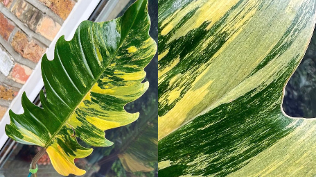 Enter Raffle to Win Philo Caramel Marble Var hosted by Mark Angelo