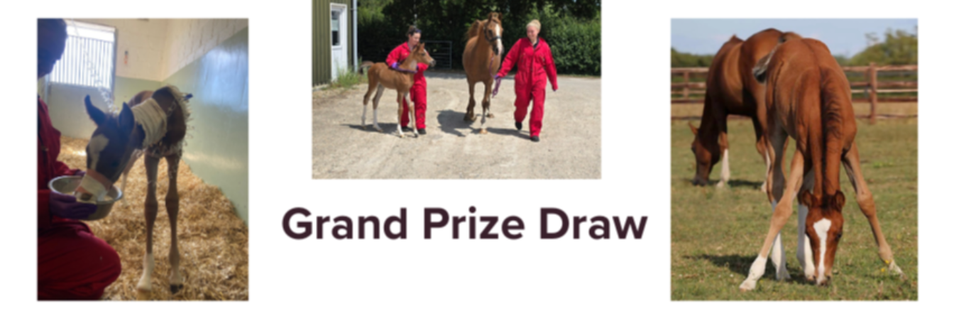 The Plaister Charity (@theplaistercharity) • Raffall