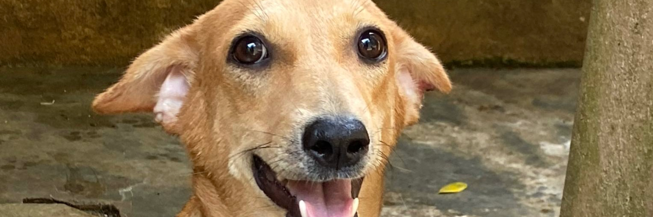 Animal Sos Sri Lanka (@animalsossrilanka) • Raffall